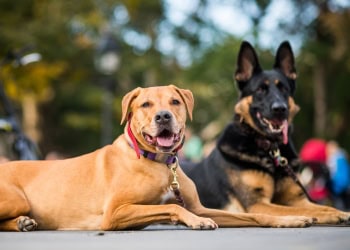 Dog Walking & Pet Sitting in Austin - Hound for Hound